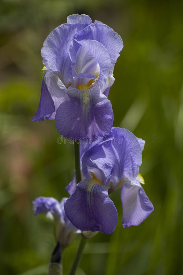 Spring Flowering of the Iris Stock Photo - Image of design, fresh ...