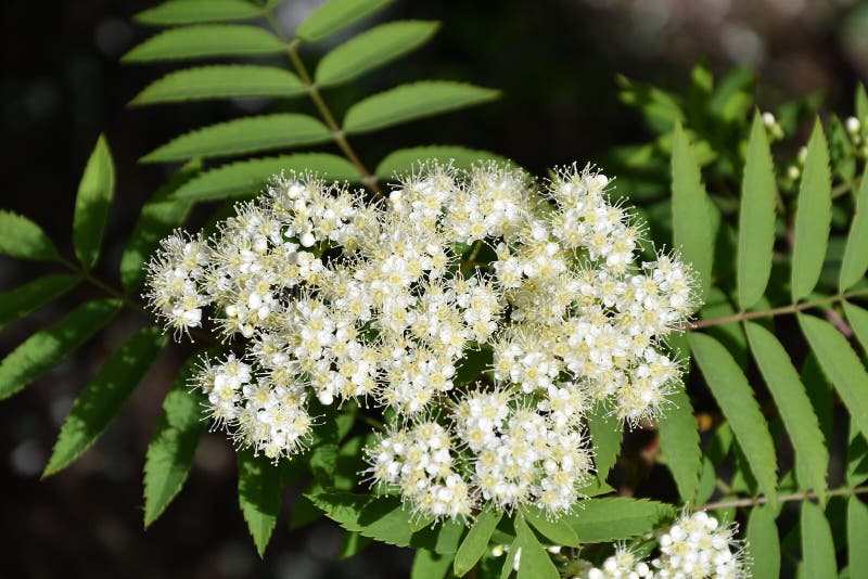 Spring flowering Rowan stock image. Image of flower, decoration - 92782813