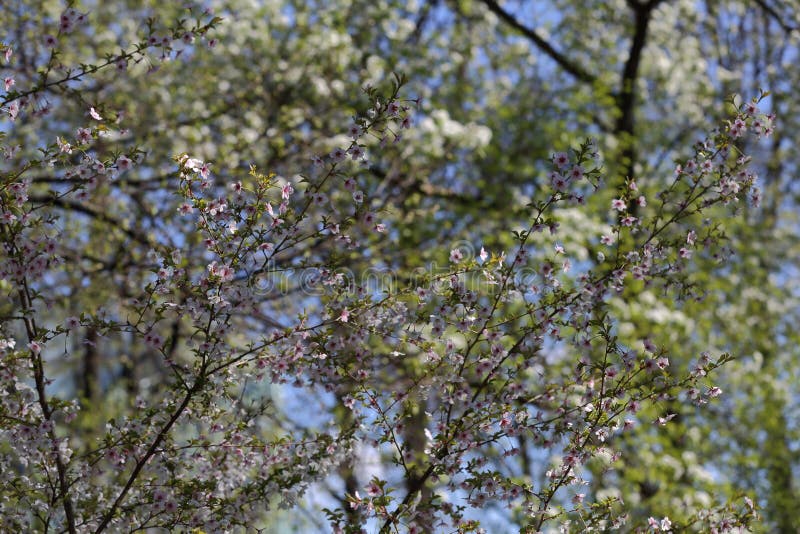Spring flowering of sakura stock photo. Image of freshness - 146340632