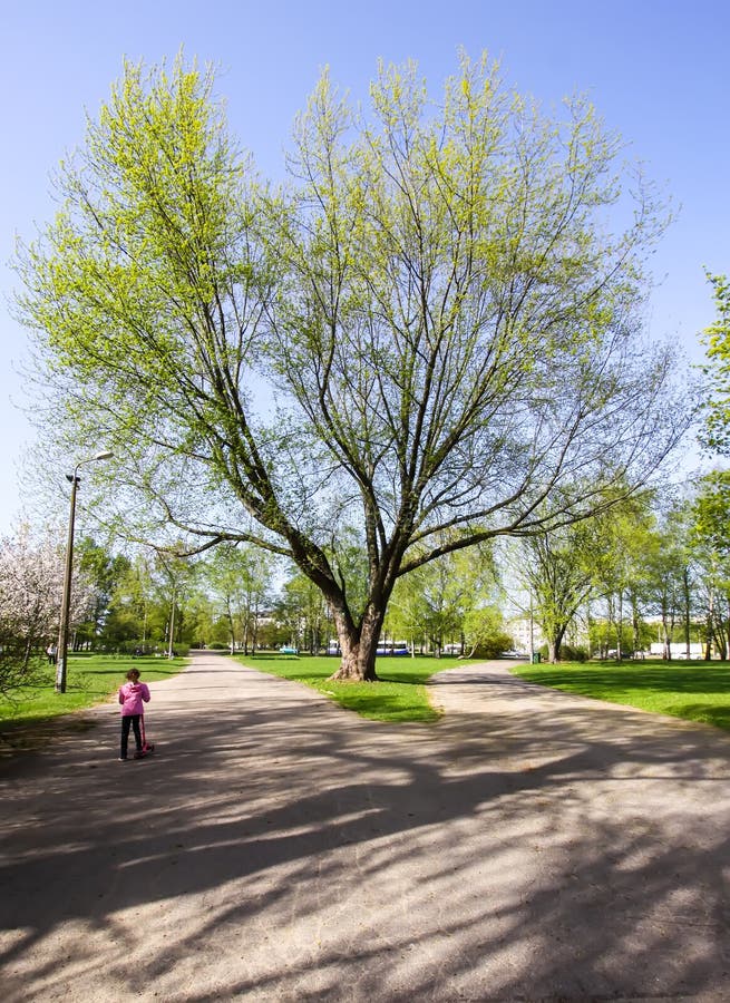 A Child Walks in a Spring Flowering Season in Urban Public Park Stock ...