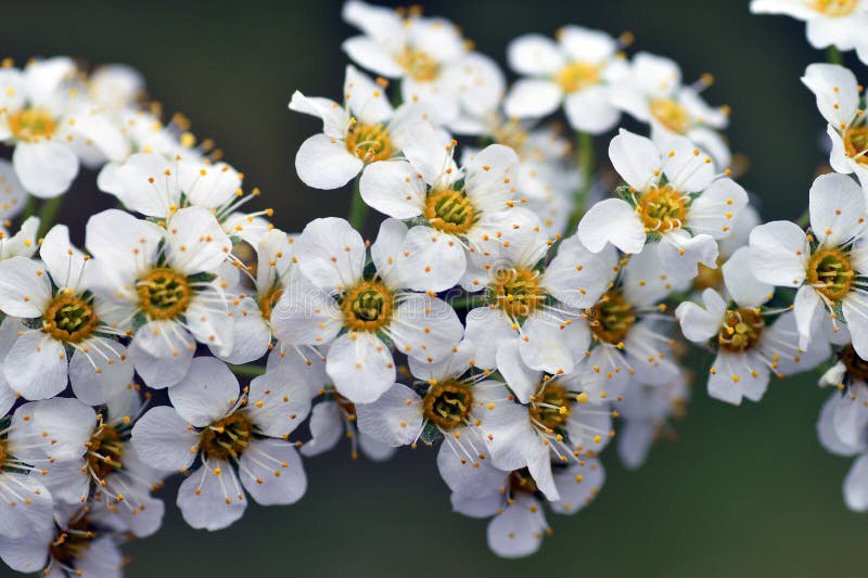 Spring Flowering of Spiraea Hypericifolia Stock Image - Image of ...