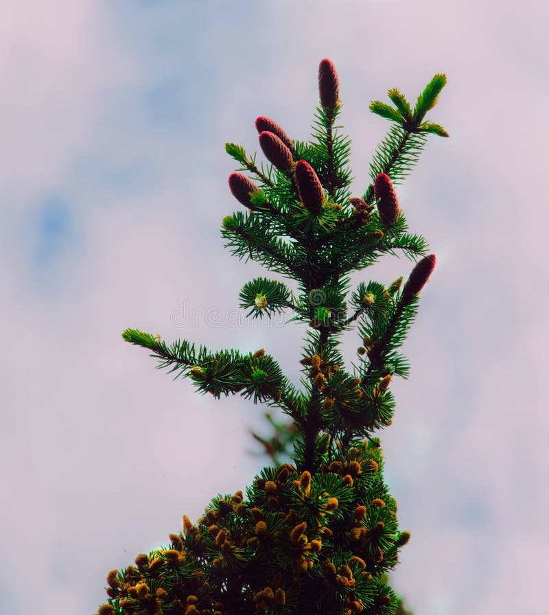 Spring Flowering Spruce Ordinary Cones. Stock Image - Image of pine ...