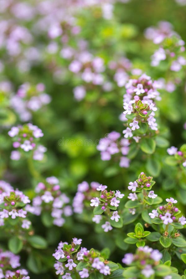 Spring flowering of thyme stock image. Image of aromatherapy - 115753183