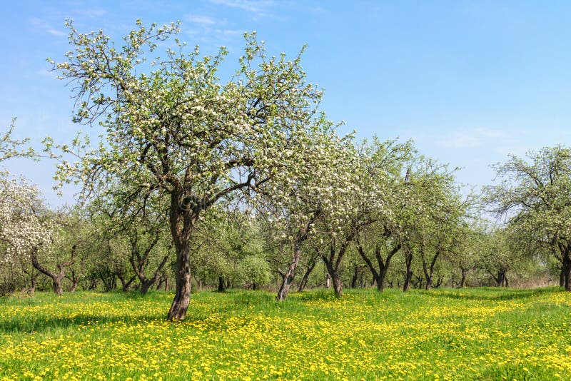 Spring Flowering Tree on the Dandelion Field in Spring. Stock Photo ...