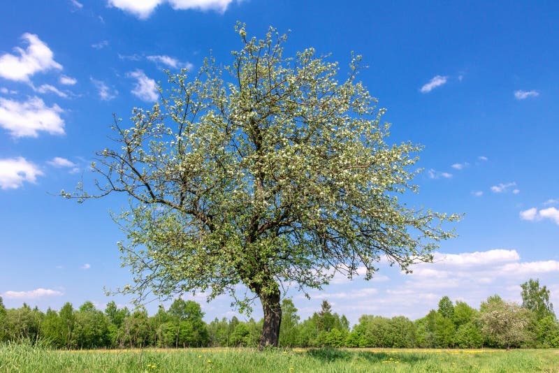 Spring Flowering Tree on the Dandelion Field in Spring. Stock Photo ...