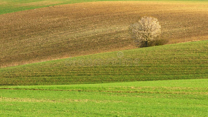 Spring stock image. Image of green, flowers, field, hill - 91465383