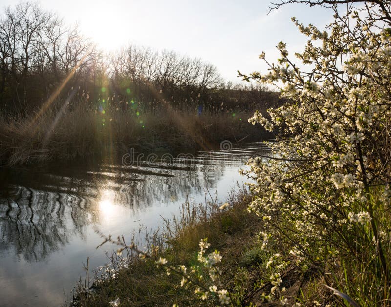 Spring flowering trees stock image. Image of clouds, park - 90721873