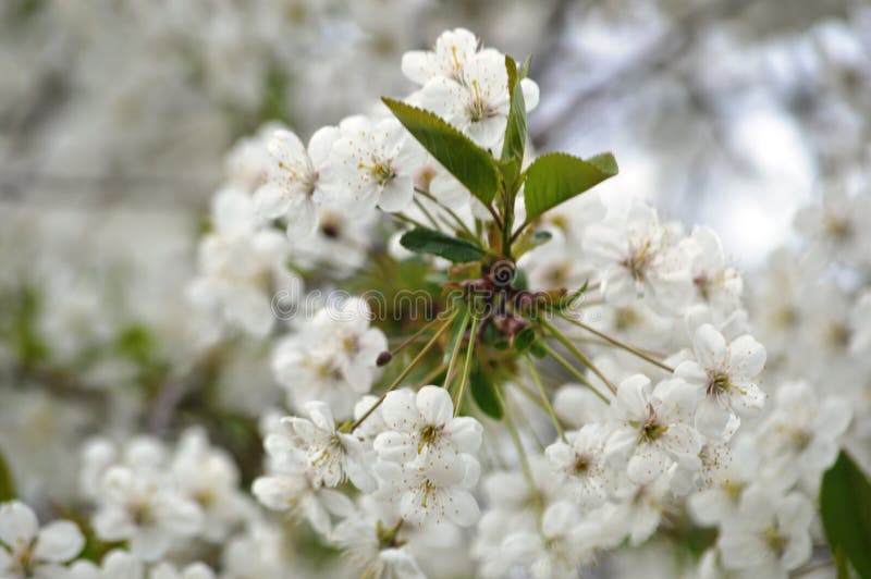 Spring flowering trees stock image. Image of blossom - 247415369