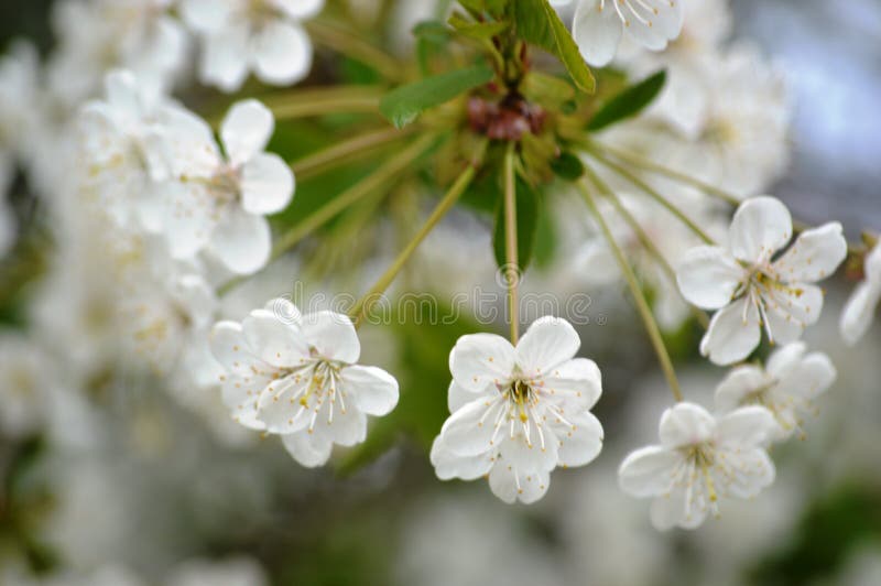 Spring flowering trees stock photo. Image of asia, asian - 247415372