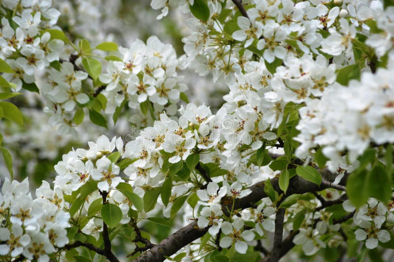 Spring flowering trees stock image. Image of garden - 247415389