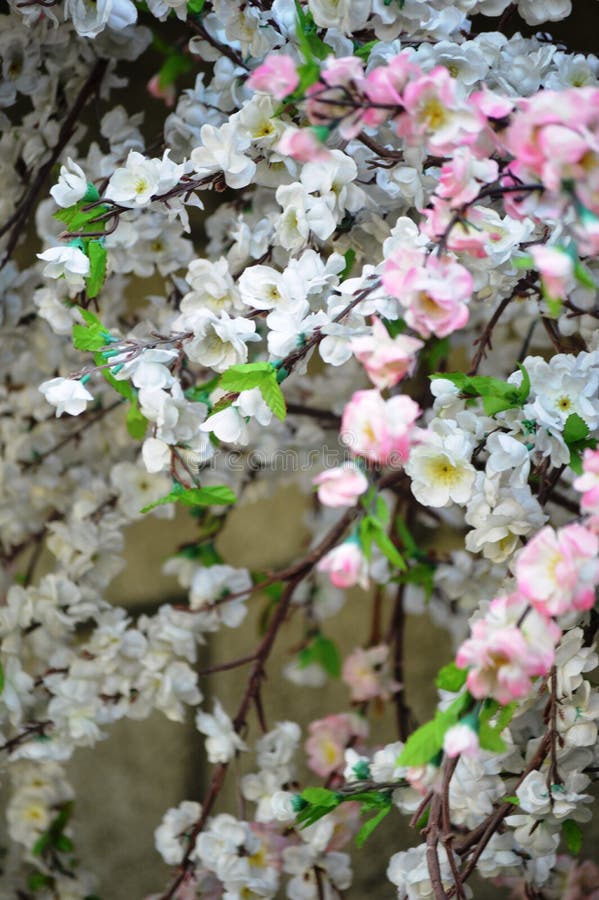 Spring flowering trees stock photo. Image of floral - 248022366