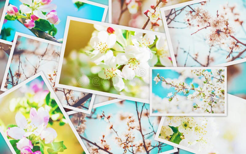 Spring flowering trees. stock image. Image of mother - 110355497