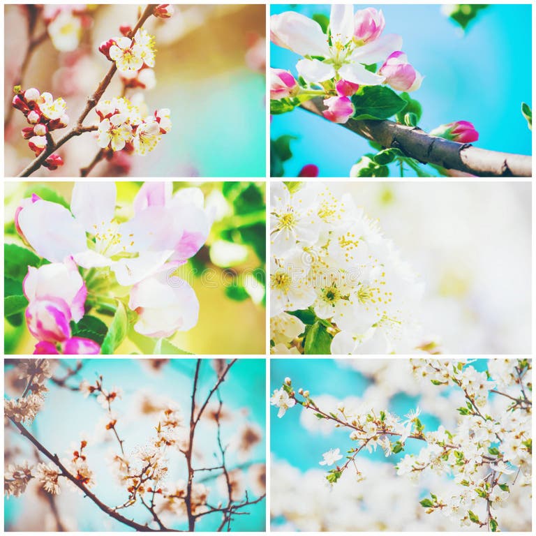 Spring Flowering Trees. Collage Stock Photo - Image of apple, bouquet ...