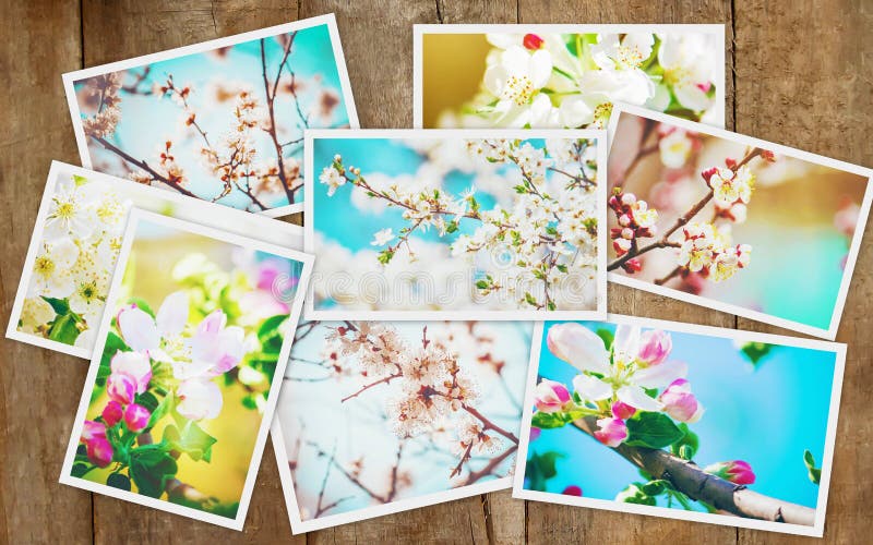 Spring Flowering Trees. Collage Stock Image - Image of plum, blue ...