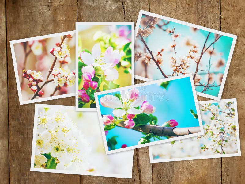 Spring Flowering Trees. Collage Stock Photo - Image of congratulations ...