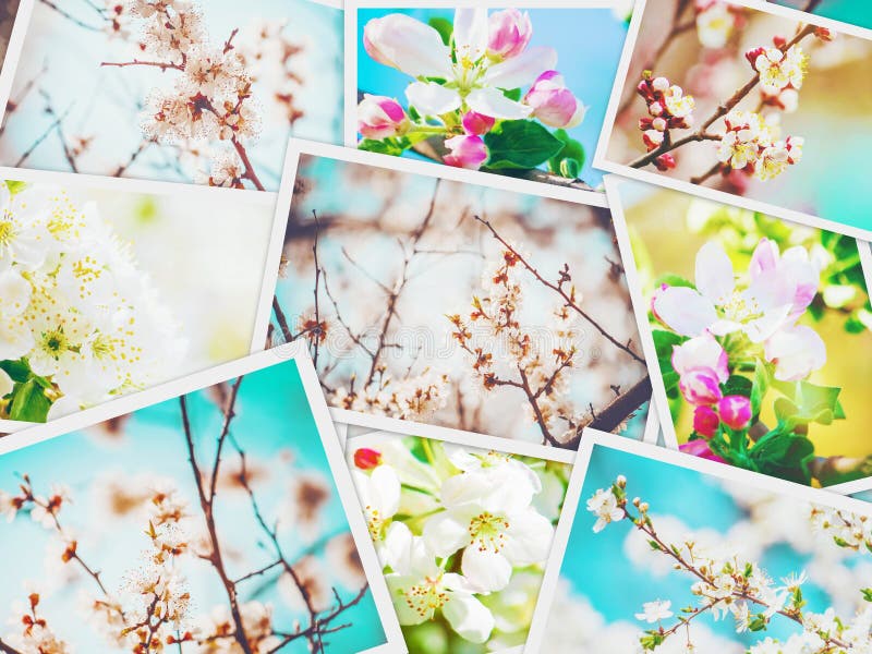 Spring Flowering Trees. Collage Stock Image - Image of copy, apple ...