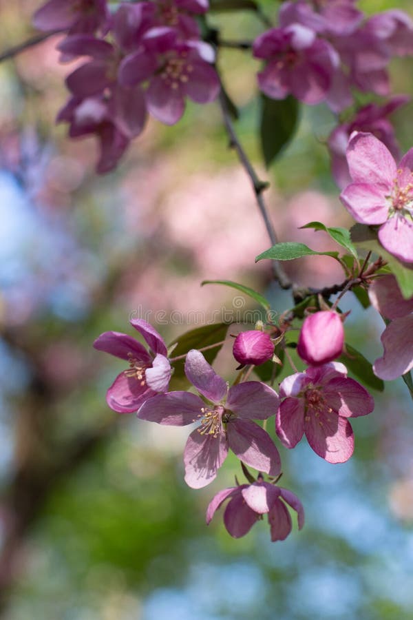 Spring Flowering Trees on a Soft Defocused Background Stock Photo ...