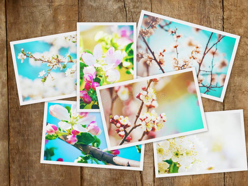 Spring flowering trees. stock image. Image of copy, blue - 110355485