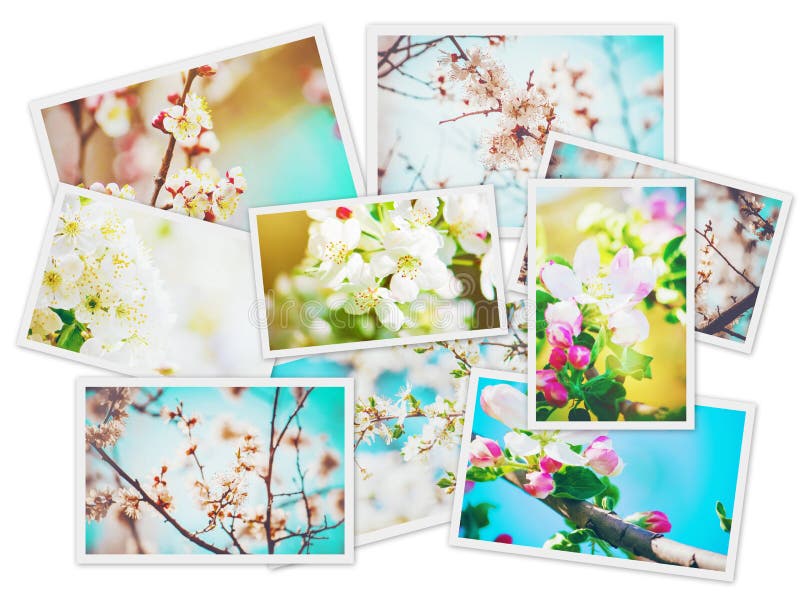 Spring flowering trees. stock image. Image of decoration - 110355493
