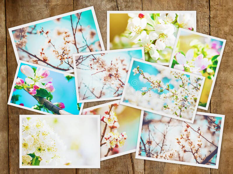 Spring flowering trees. stock photo. Image of holiday - 110355494