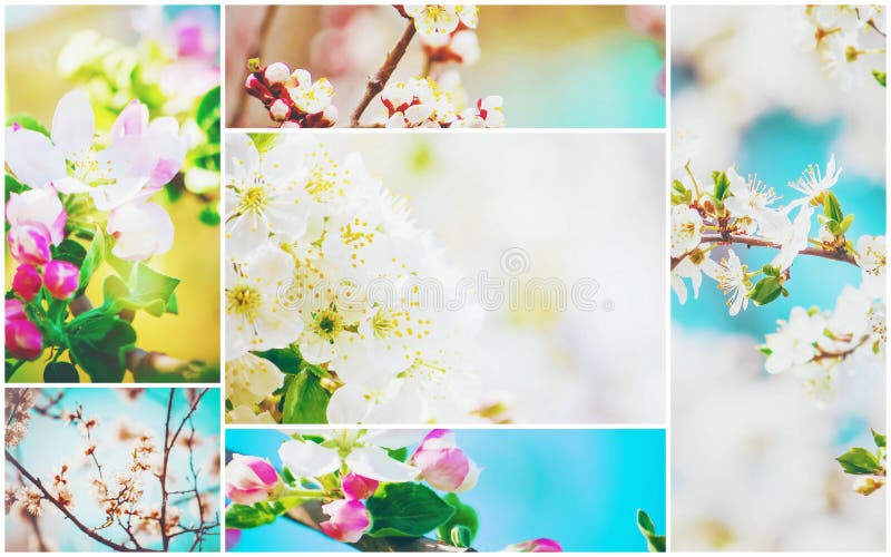 Spring flowering trees. stock photo. Image of apple - 110355510