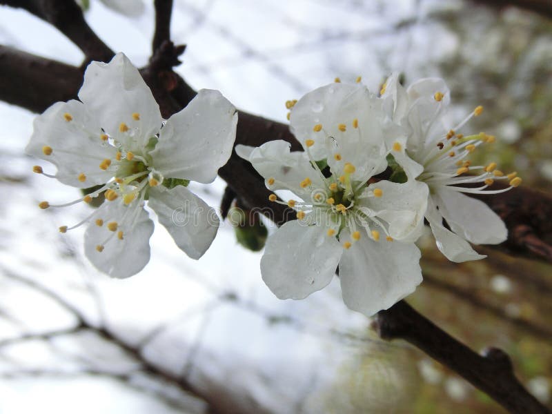 Spring Flowering Trees. White Flowers Stock Image - Image of ...