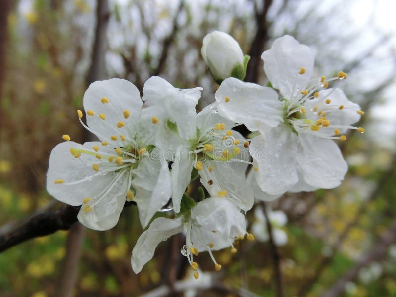 Spring Flowering Trees. White Flowers Stock Photo - Image of china ...