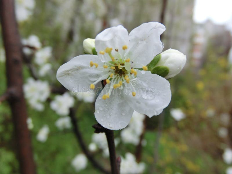 Spring Flowering Trees. White Flowers Stock Photo - Image of japanese ...