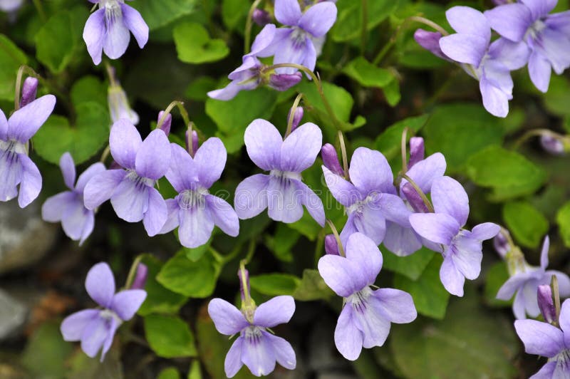 Spring Flowering Viola Sylvestris Stock Photo - Image of botany, leaf ...