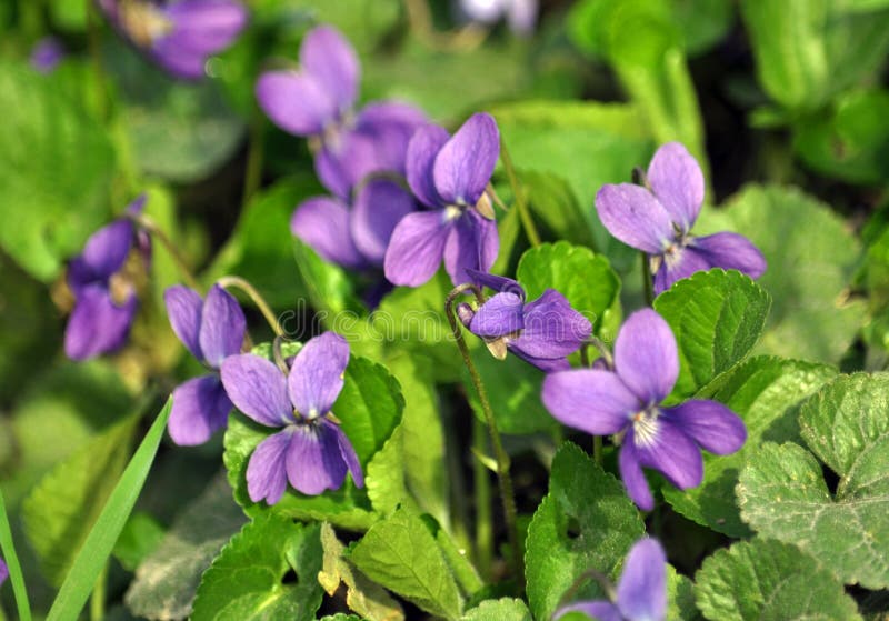 Spring Flowering Viola Sylvestris Stock Image - Image of lawn, heap ...