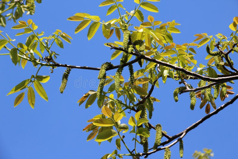 Spring flowering walnut stock photo. Image of fruit - 358369836