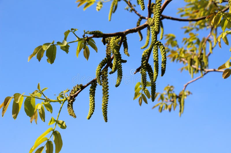 Spring flowering walnut stock image. Image of growth - 358369849