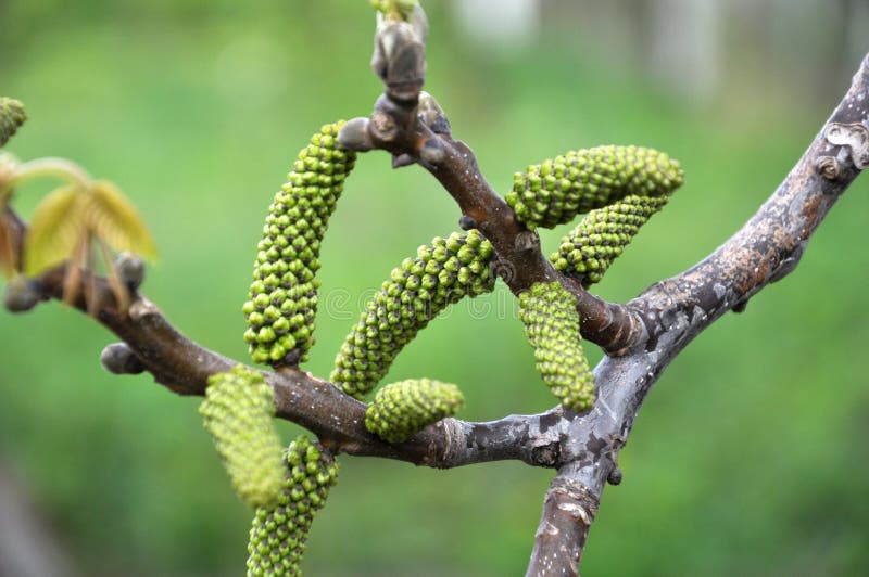 Spring flowering walnut stock image. Image of leaf, food - 166426033