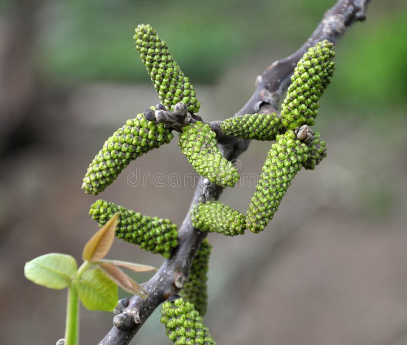Spring flowering walnut stock image. Image of leaves - 166426115