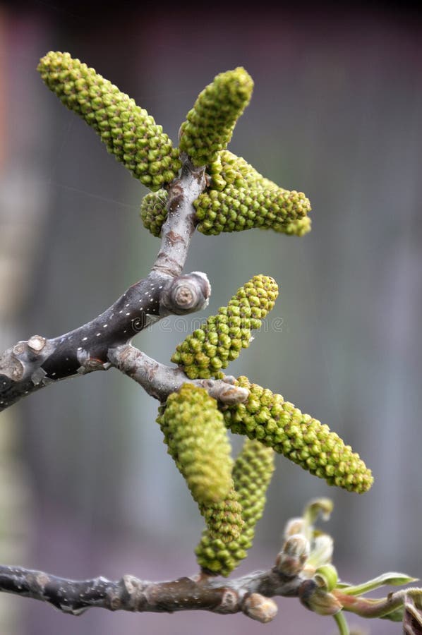 Spring flowering walnut stock image. Image of garden - 166426457