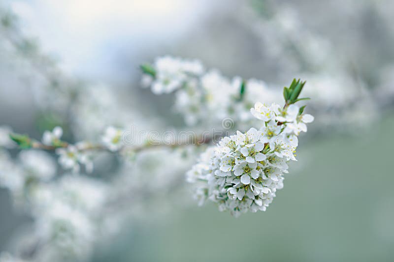 Spring Flowering of White Beautiful Flowers on a Tree, Cold Fresh ...