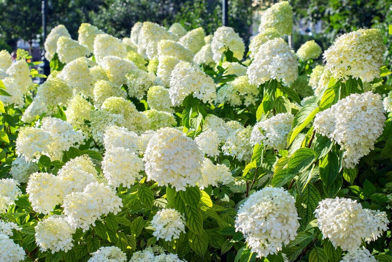 Spring Flowering of White Flowers on the Bushes in the Garden Stock ...