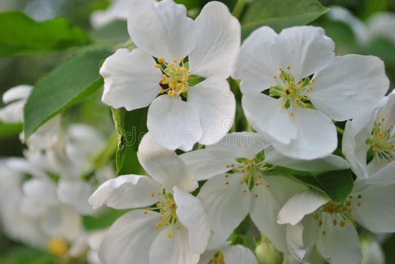 Spring Flowering of Wild Apple Trees Stock Photo - Image of floral ...
