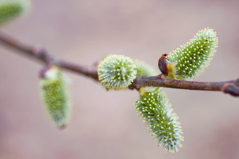 The Spring Flowering Willow Stock Photo - Image of natural, blossom ...