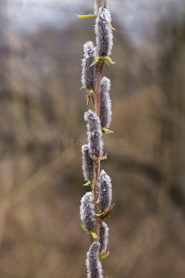 Spring Flowering Willow Branches with Rain Drops Stock Photo - Image of ...