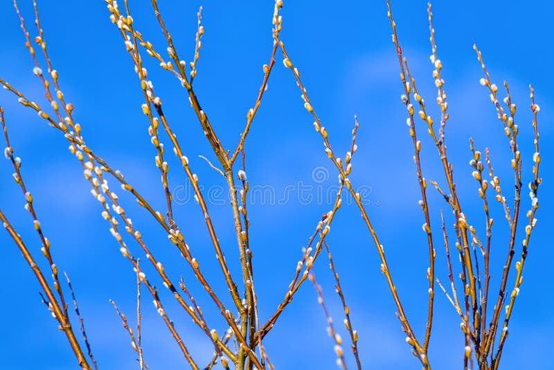 Flowering willow stock image. Image of cuddly, burgeon - 17625349