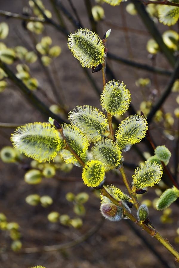 Spring flowering willow stock image. Image of light - 247987599