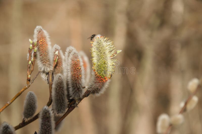 Spring Flowering Willow Tree, Buds Blooming Stock Photo - Image of ...