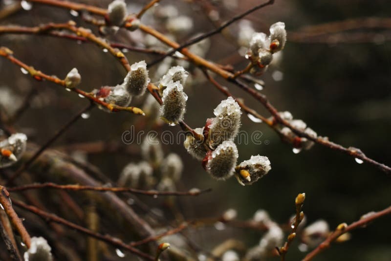 Spring Flowering Willow Tree on the Street Stock Photo - Image of ...