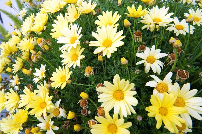 Spring Flowers 1 stock image. Image of summer, flowering - 670537