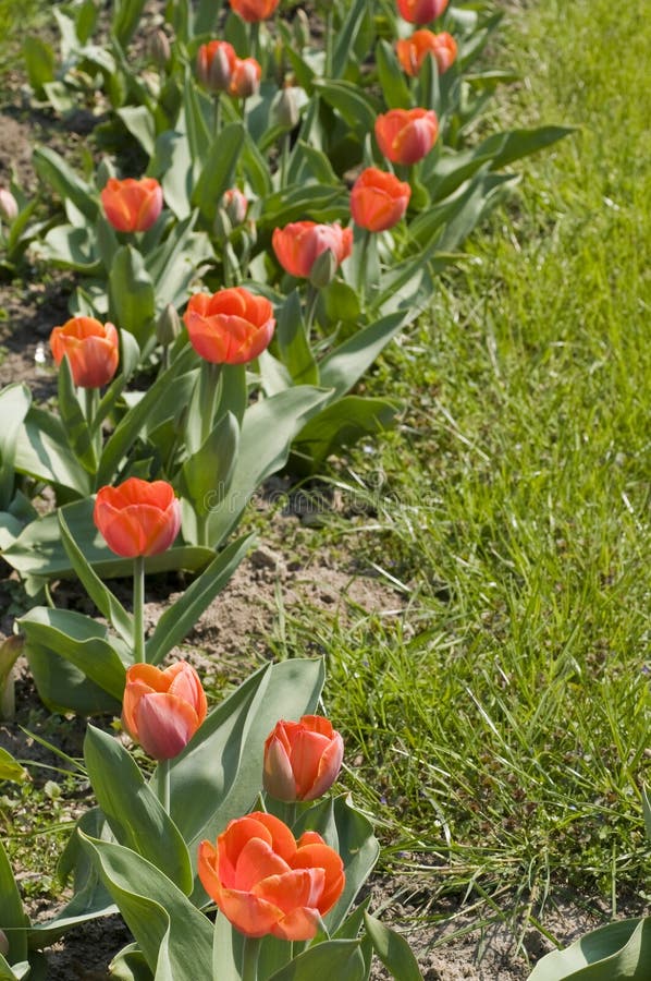 Spring flowers stock image. Image of flowers, botanical - 11558403