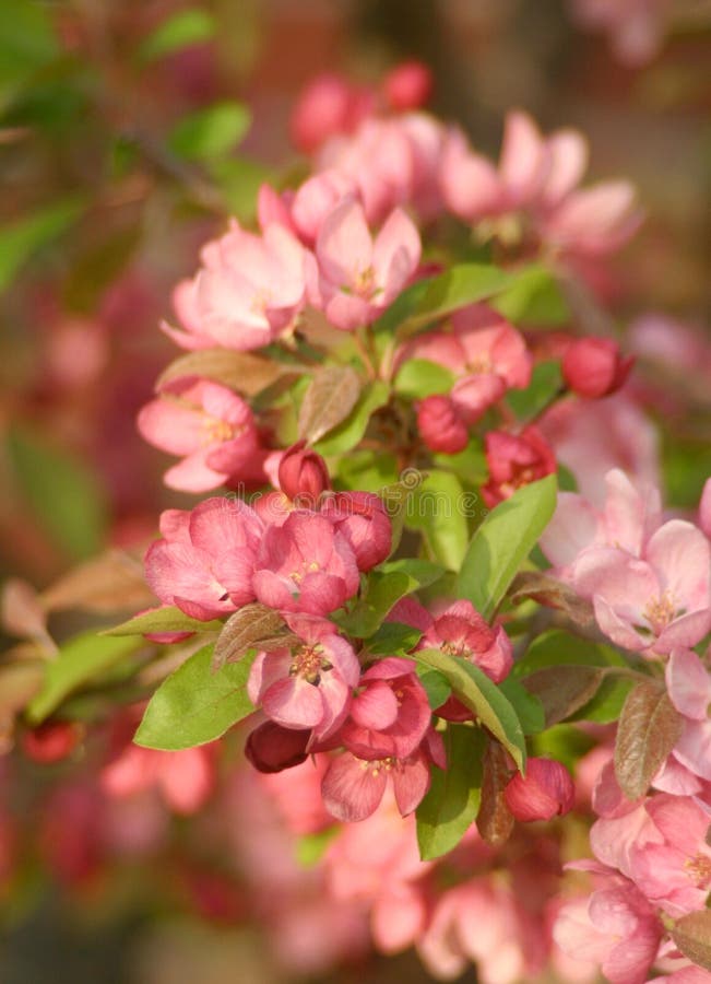 Spring Flowers stock image. Image of fresh, spring, bloom - 1275137