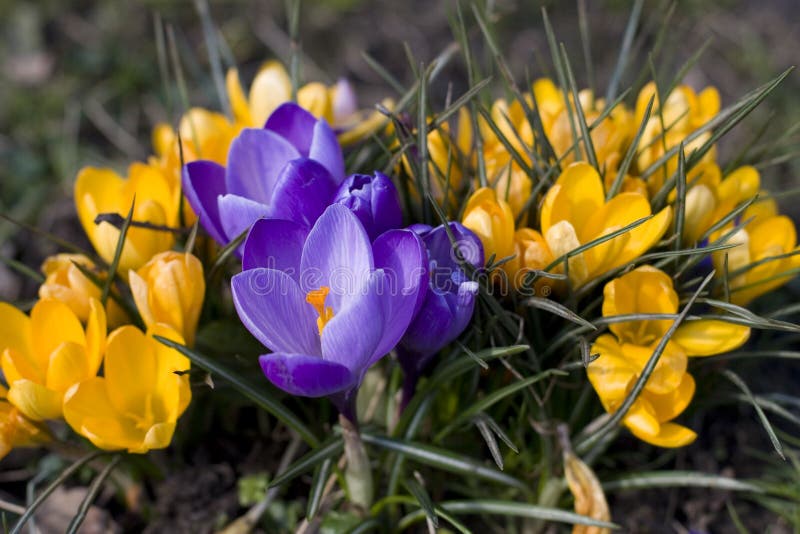 Spring flowers stock image. Image of green, sunny, yellow - 13409411