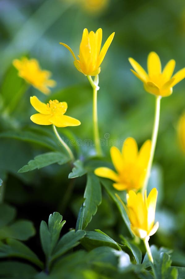 Spring flowers stock photo. Image of flora, biology, head - 13755008