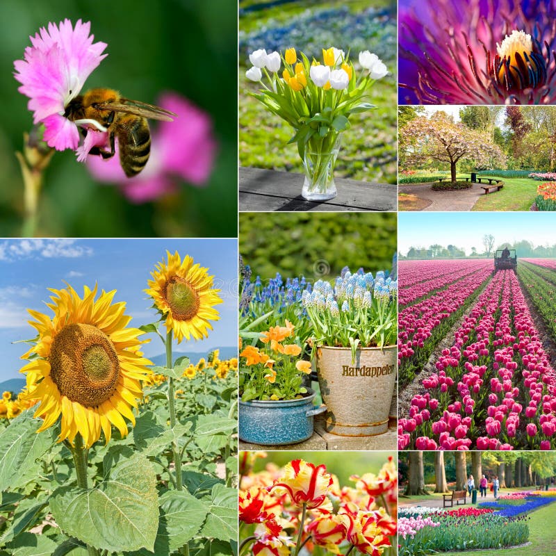 Spring collage stock photo. Image of colorful, nature - 19436782